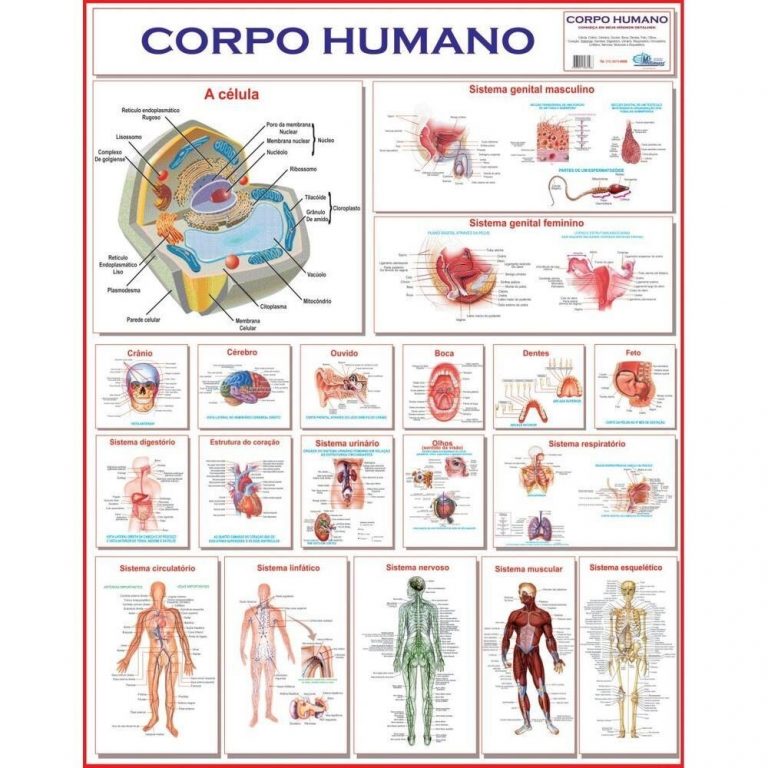 Mapa Periódico Corpo Humano Completo 90x120cm Multimapas 4200 ...
